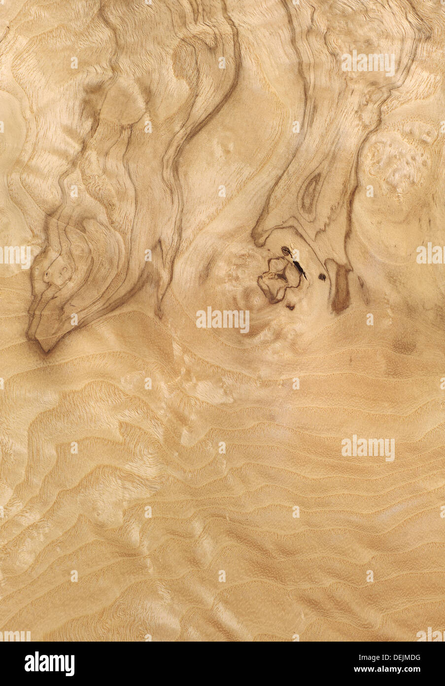 Texture of light wood veneer roots Stock Photo - Alamy