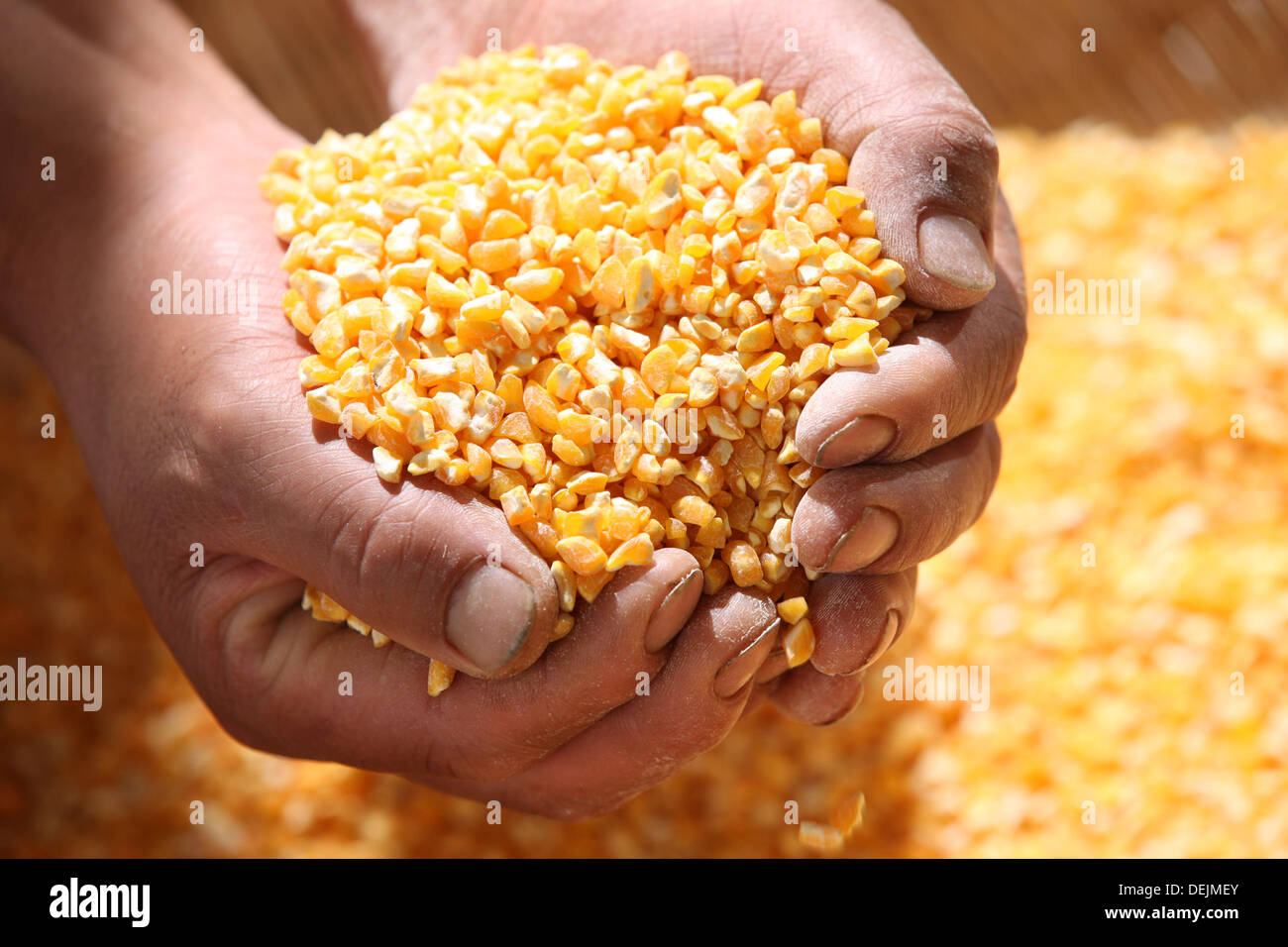 Close up hand planting corn hi-res stock photography and images - Alamy