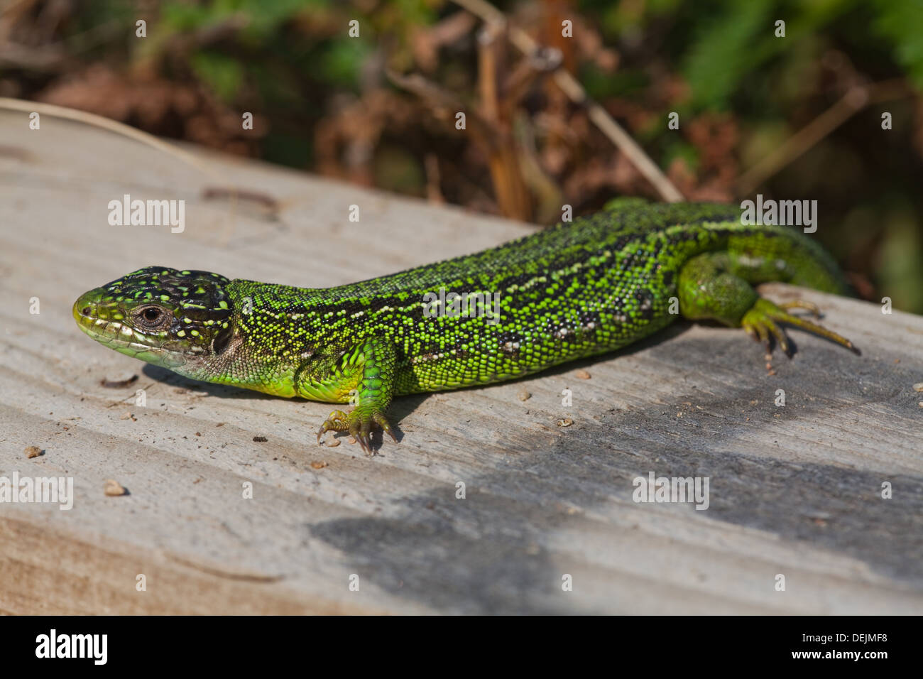 Jersey Lizards High Resolution Stock Photography and Images - Alamy