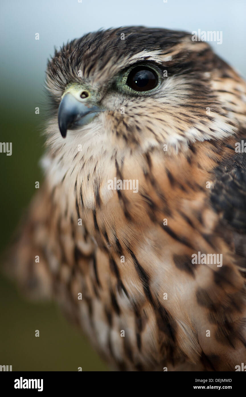 Close up of a male Merlin (Falco columbarius) on moorland. Captive ...