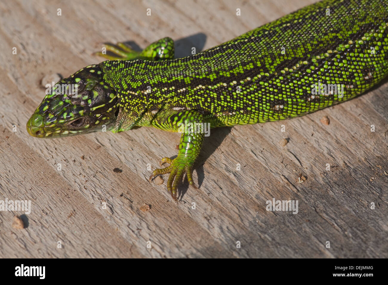 Western Green Lizard (Lacerta bilineata). Male emerging early morning ...