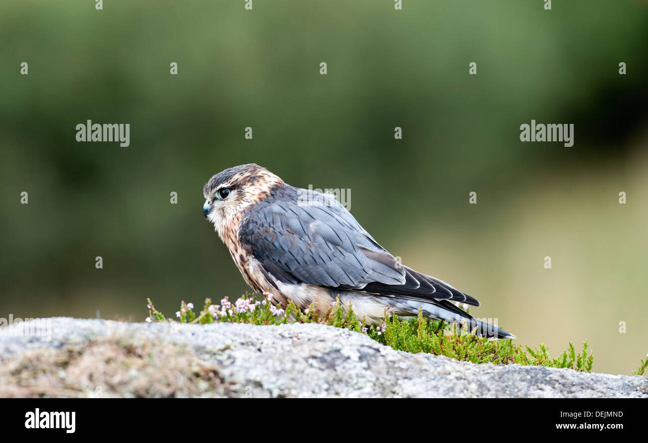 Close up of a male Merlin (Falco columbarius) on moorland. Captive ...