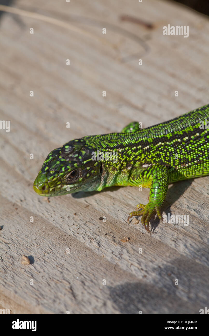 Jersey lizards hi-res stock photography and images - Alamy