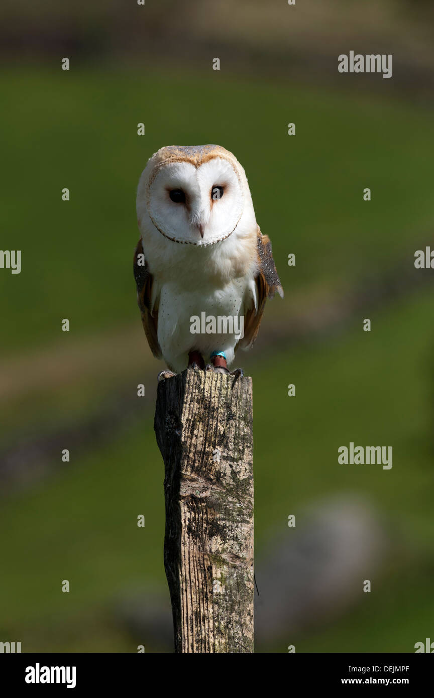 Barn Owl, Tyto alba, perched on wooden fence post. Captive Stock Photo ...