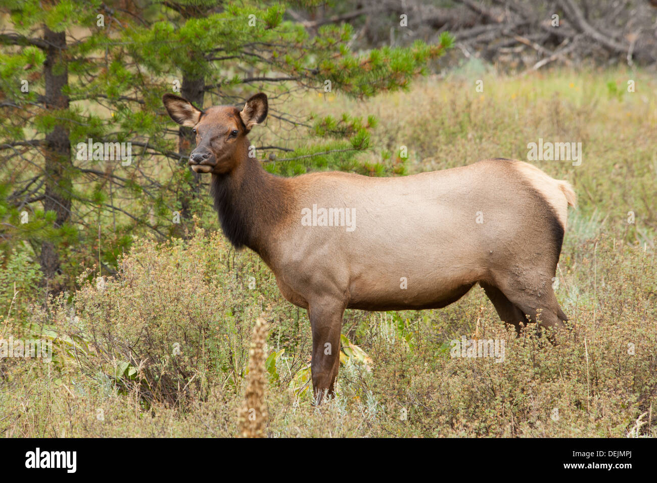 Elk Cow In Rocky Mountain National Park Stock Photo - Alamy
