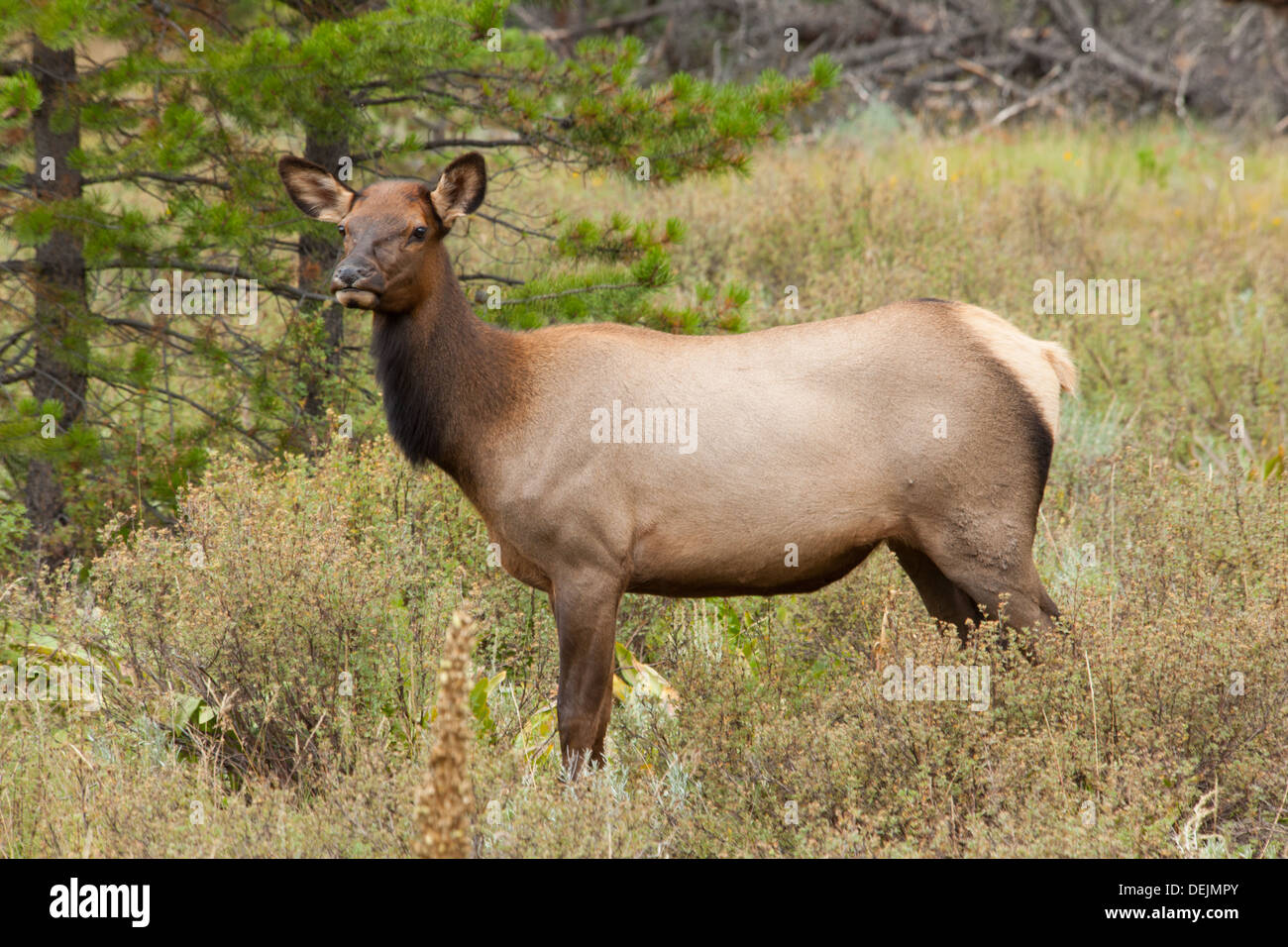 Elk cow hi-res stock photography and images - Alamy