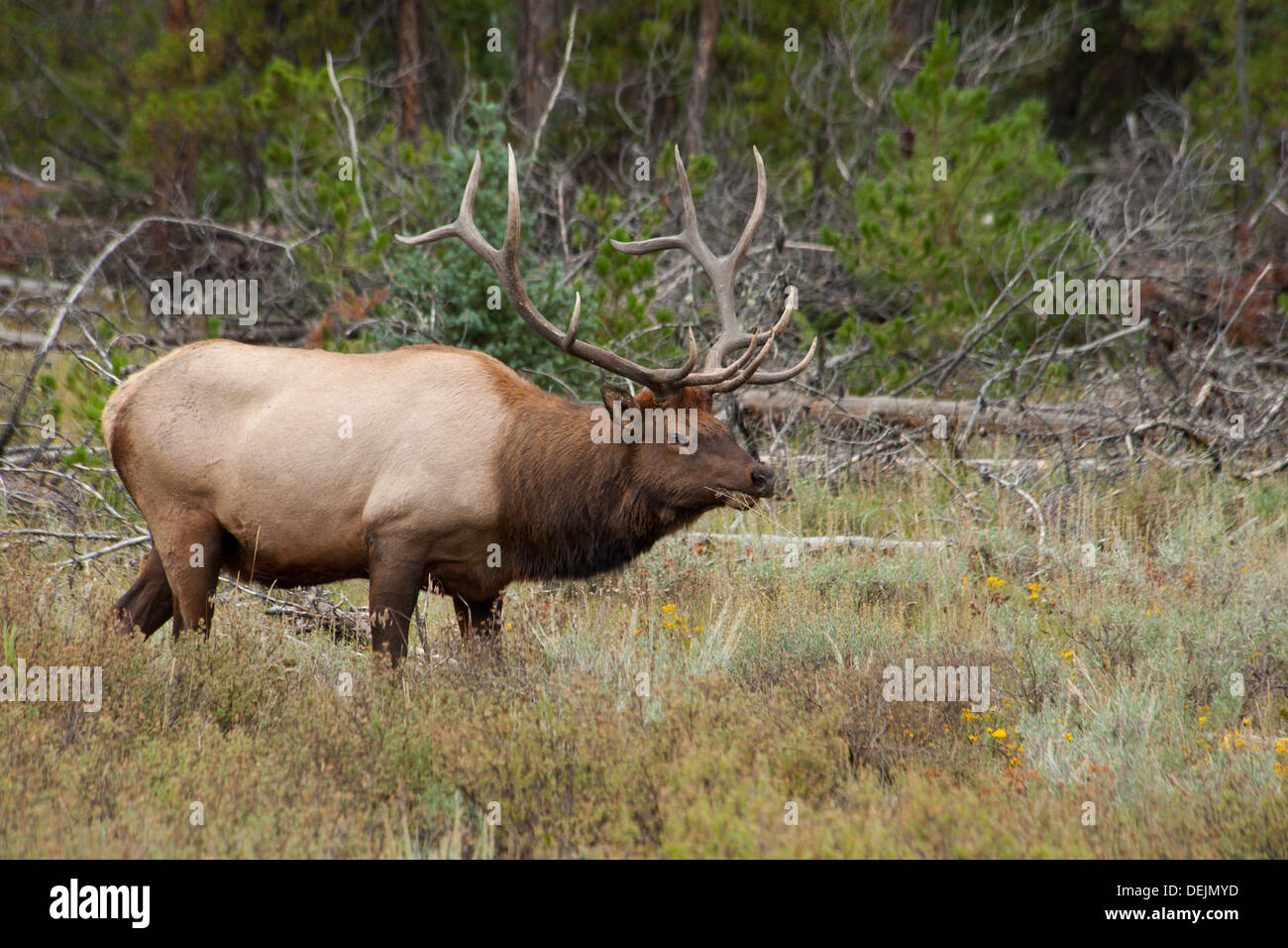 Elk at rocky mountain national park hi-res stock photography and images ...
