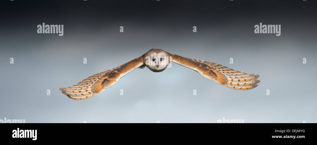 Owl bird flight fly flying hi-res stock photography and images - Alamy