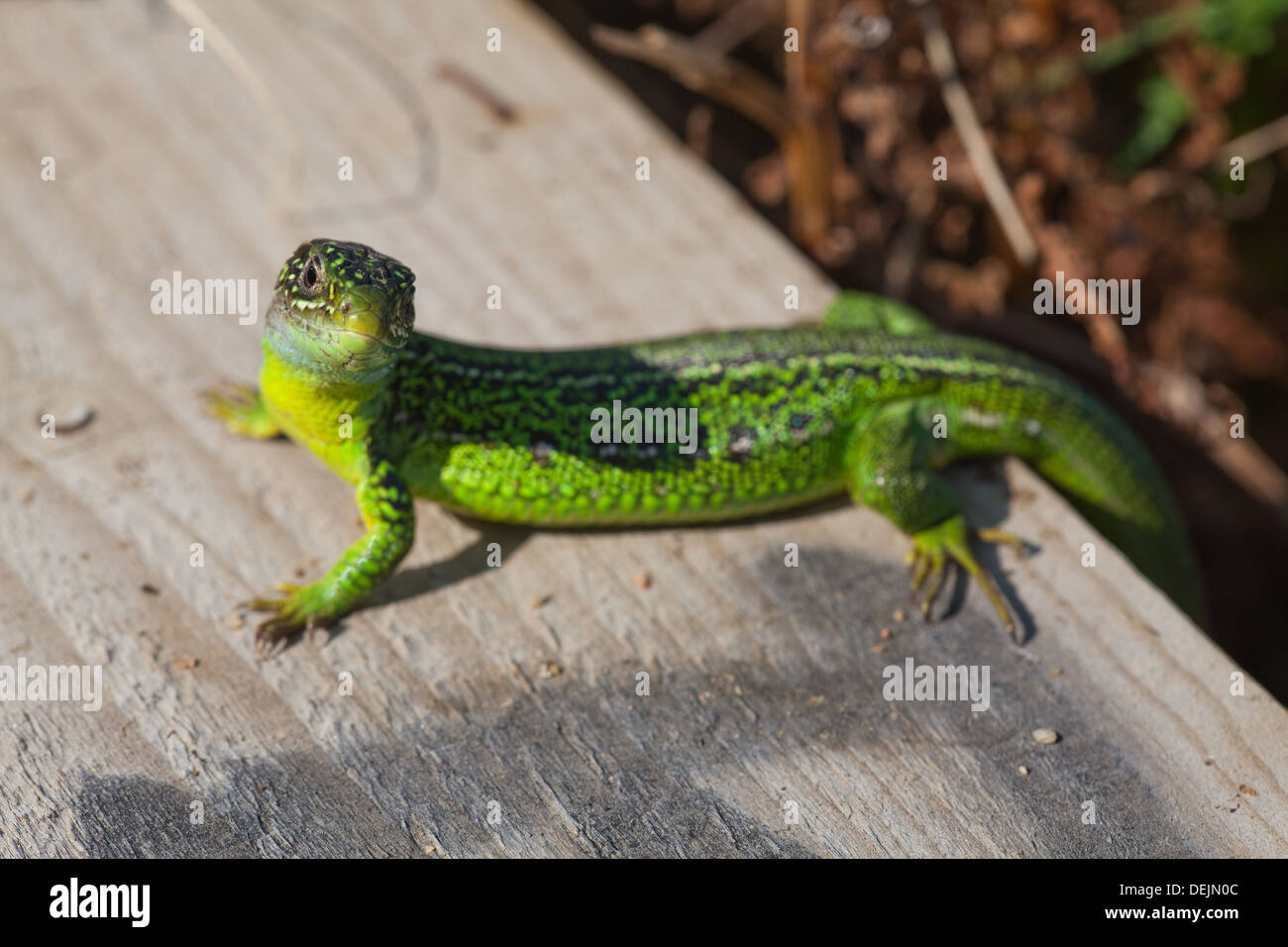 Western Green Lizard (Lacerta bilineata). Male emerging early morning ...