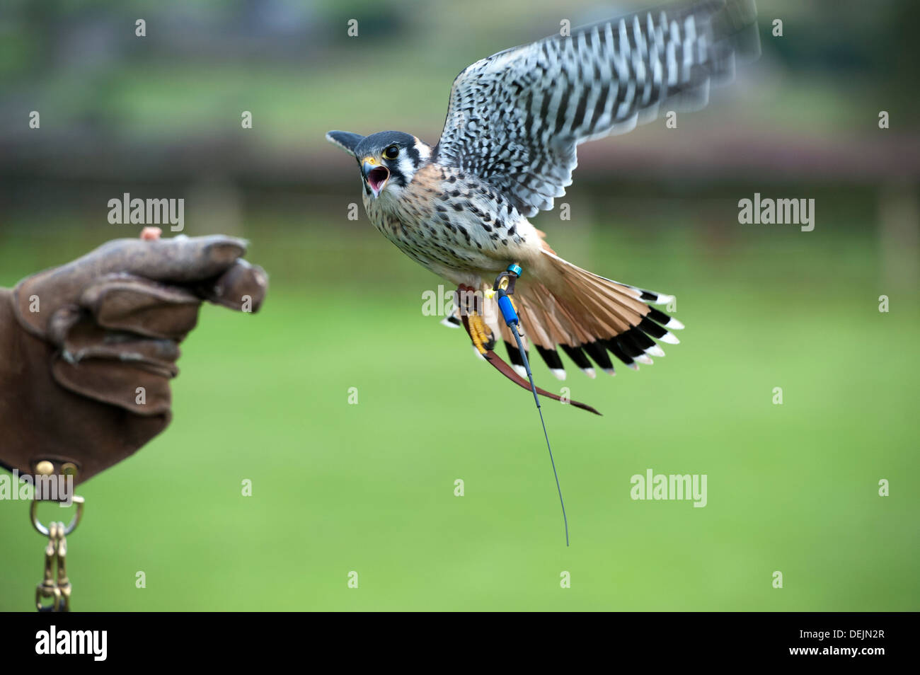 Falcon landing on gloved hand of a falconer, showing radio locater on ...