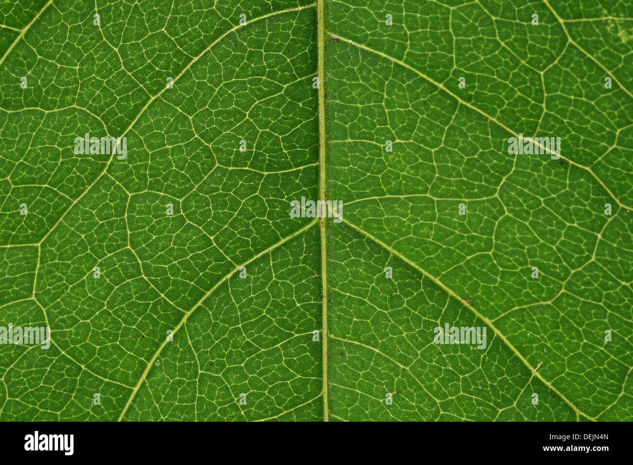 Microscope view of leaf hi-res stock photography and images - Alamy