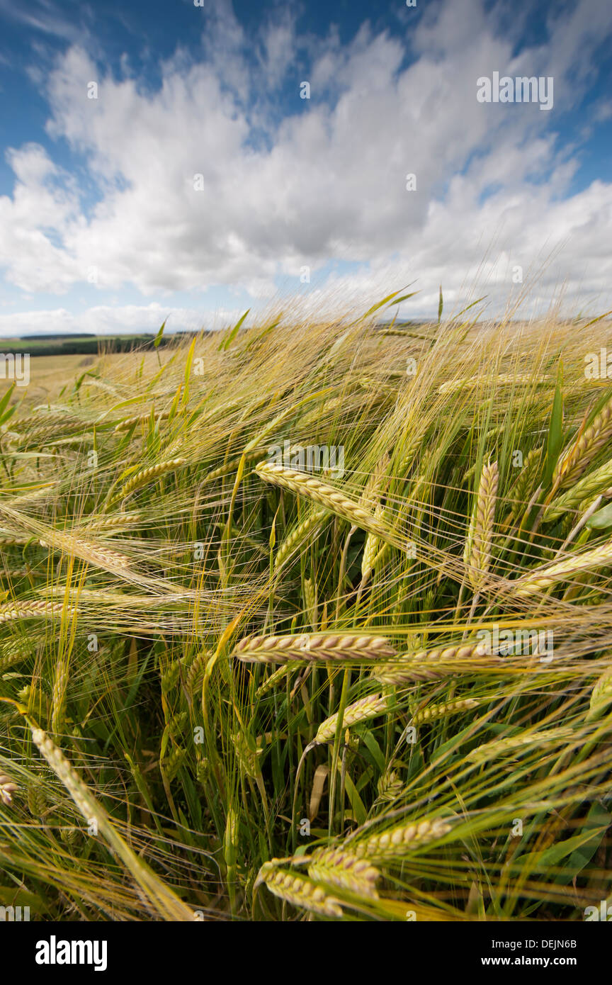 Winter barley, nearly ripe. Aberdeenshire, Scotland Stock Photo - Alamy