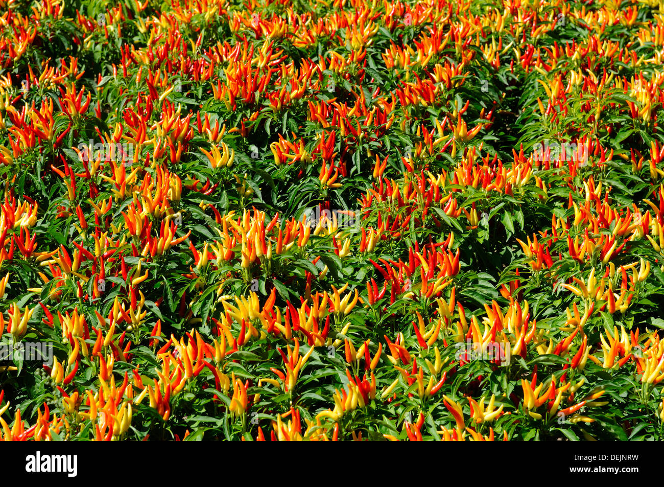 Large display of ornamental chilies Stock Photo - Alamy