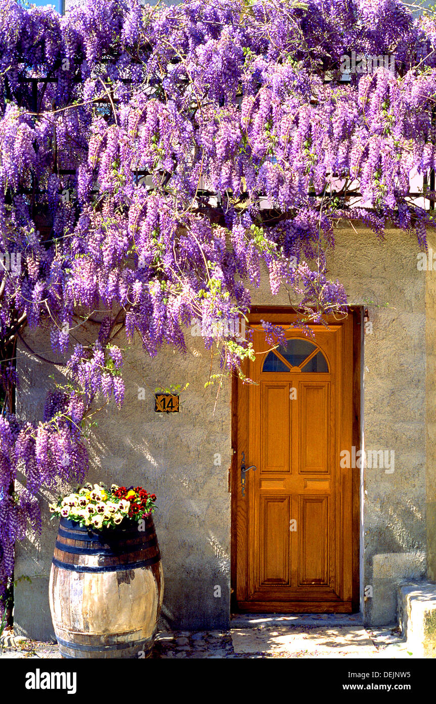 Lilacs and barrel with pansies in Tulette, Drome Provencale, France ...