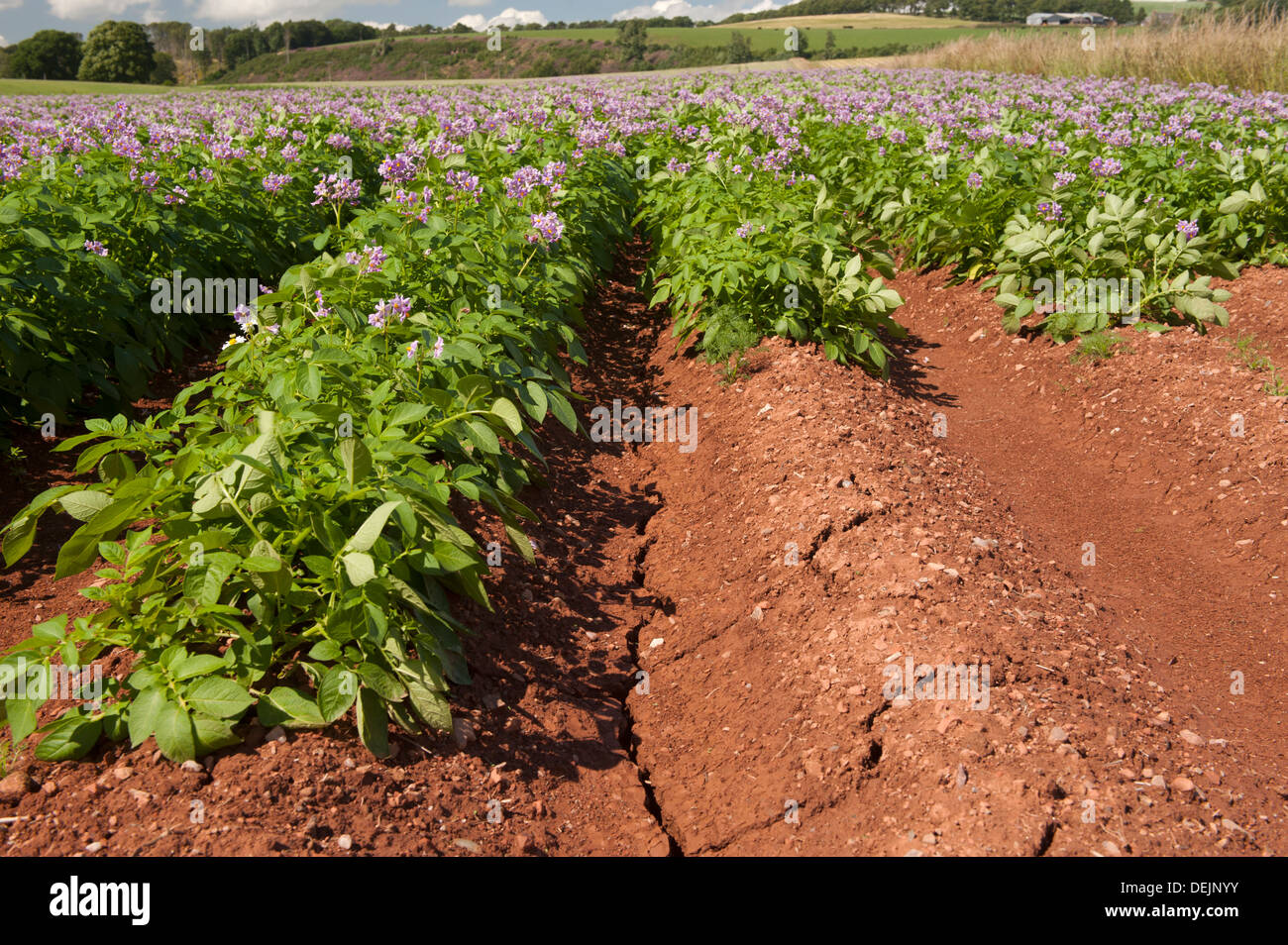 Dry crop drought hi-res stock photography and images - Alamy