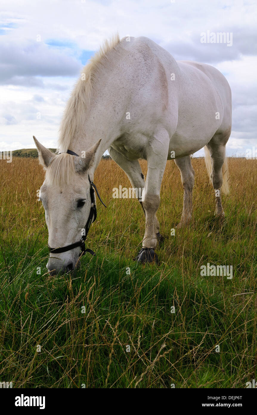 22 year old late summer scotland scottish sports horse hi-res stock ...