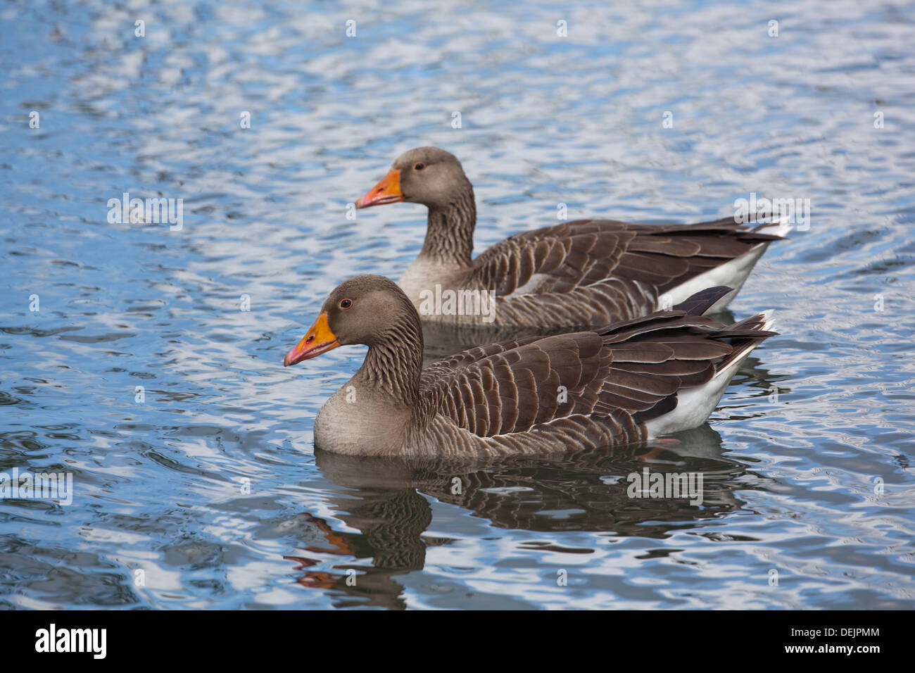 Greylag Geese (Anser anser). Bonded pair; gander, male nearer bird ...