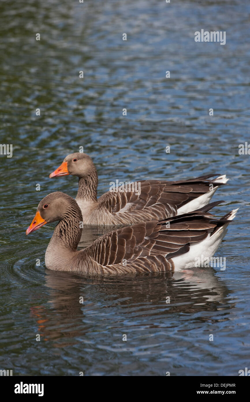 Nearer bird hi-res stock photography and images - Alamy