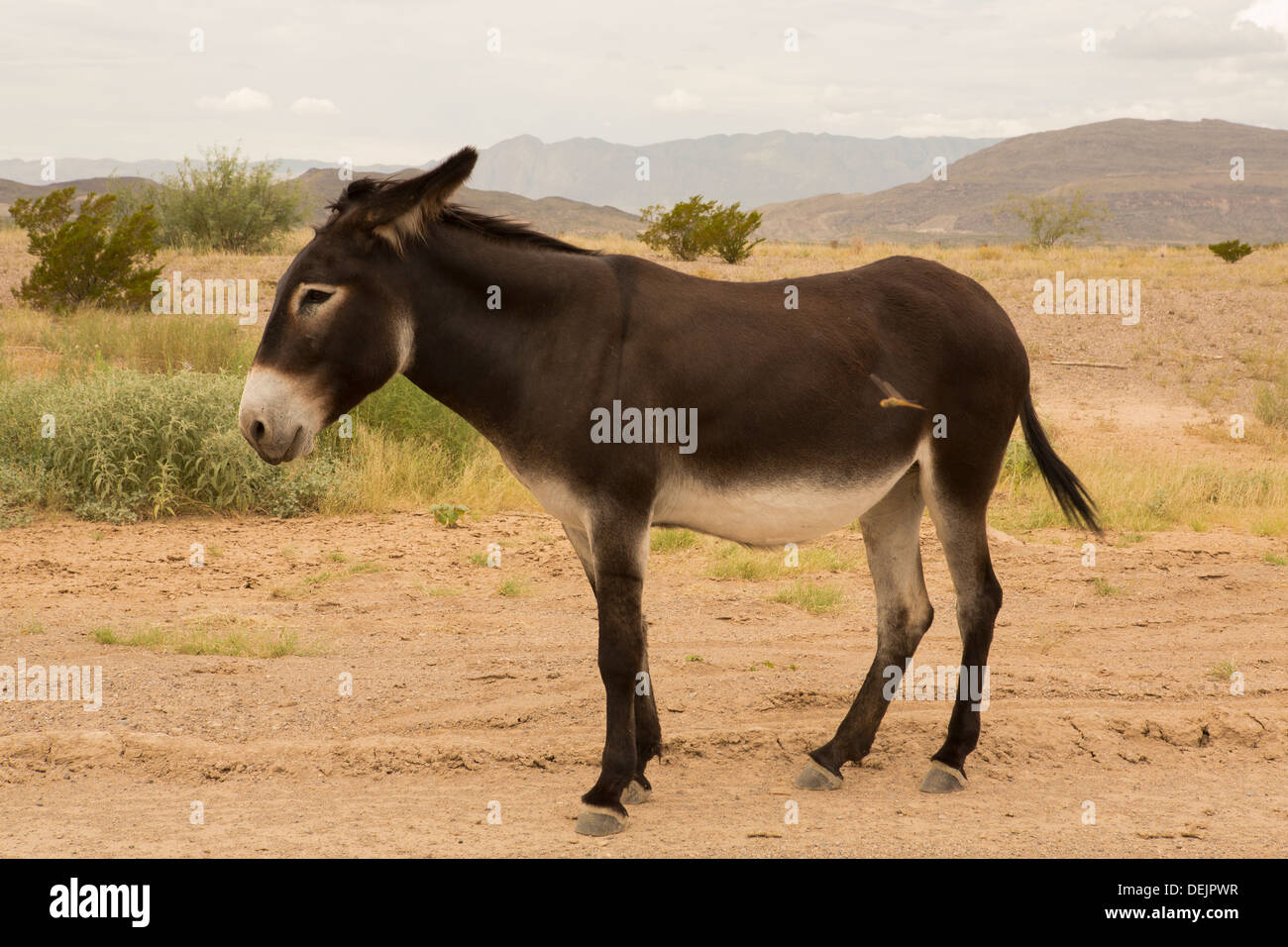 Donkeys in the road hi-res stock photography and images - Alamy