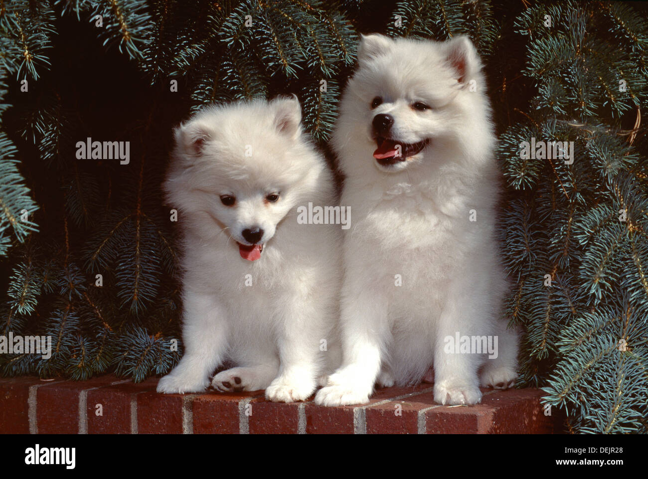 American Eskimo dog-two puppies sitting together Stock Photo - Alamy