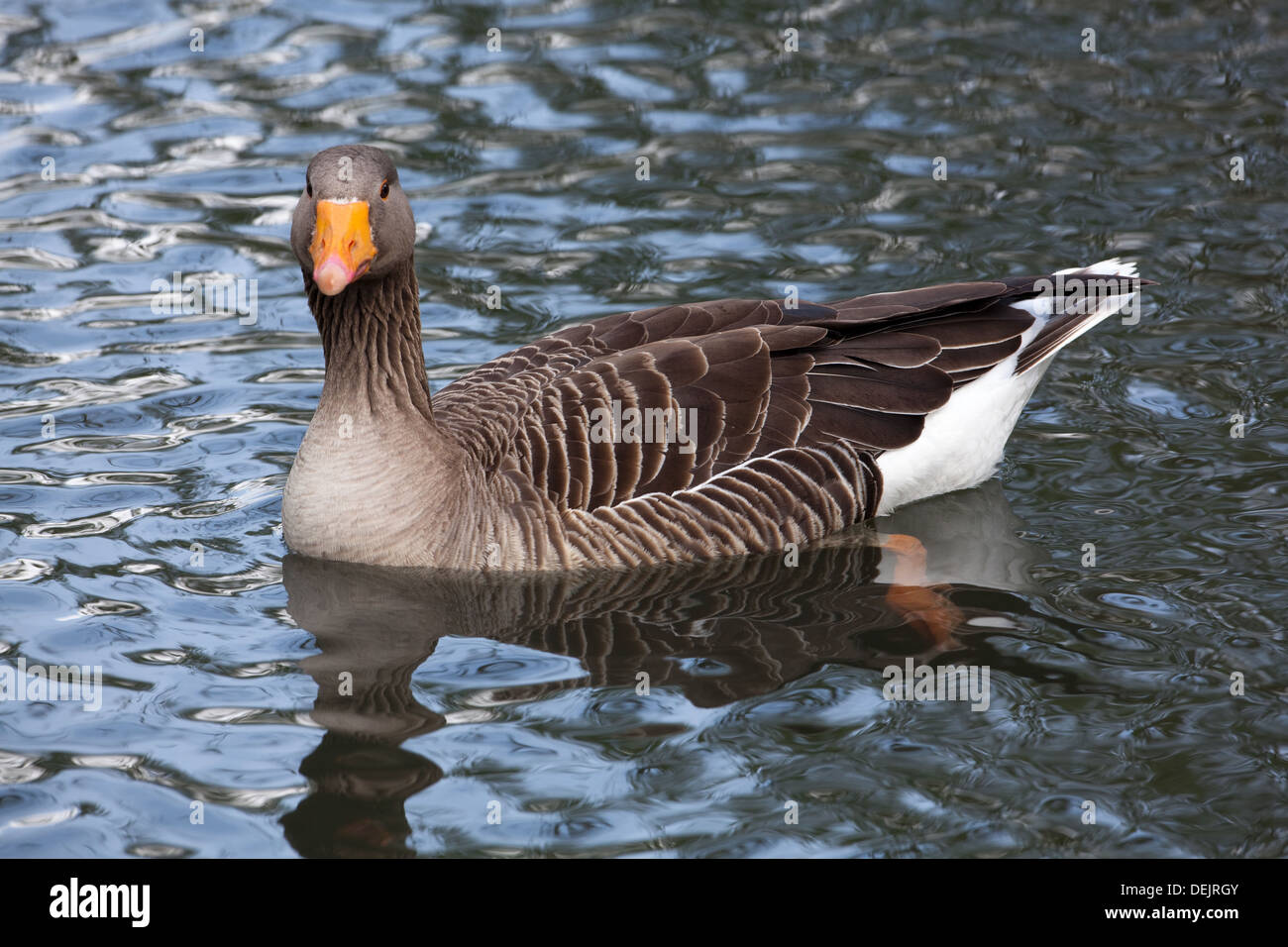 Greylag Goose (Anser anser). On water swimming. Head on, showing eyes ...