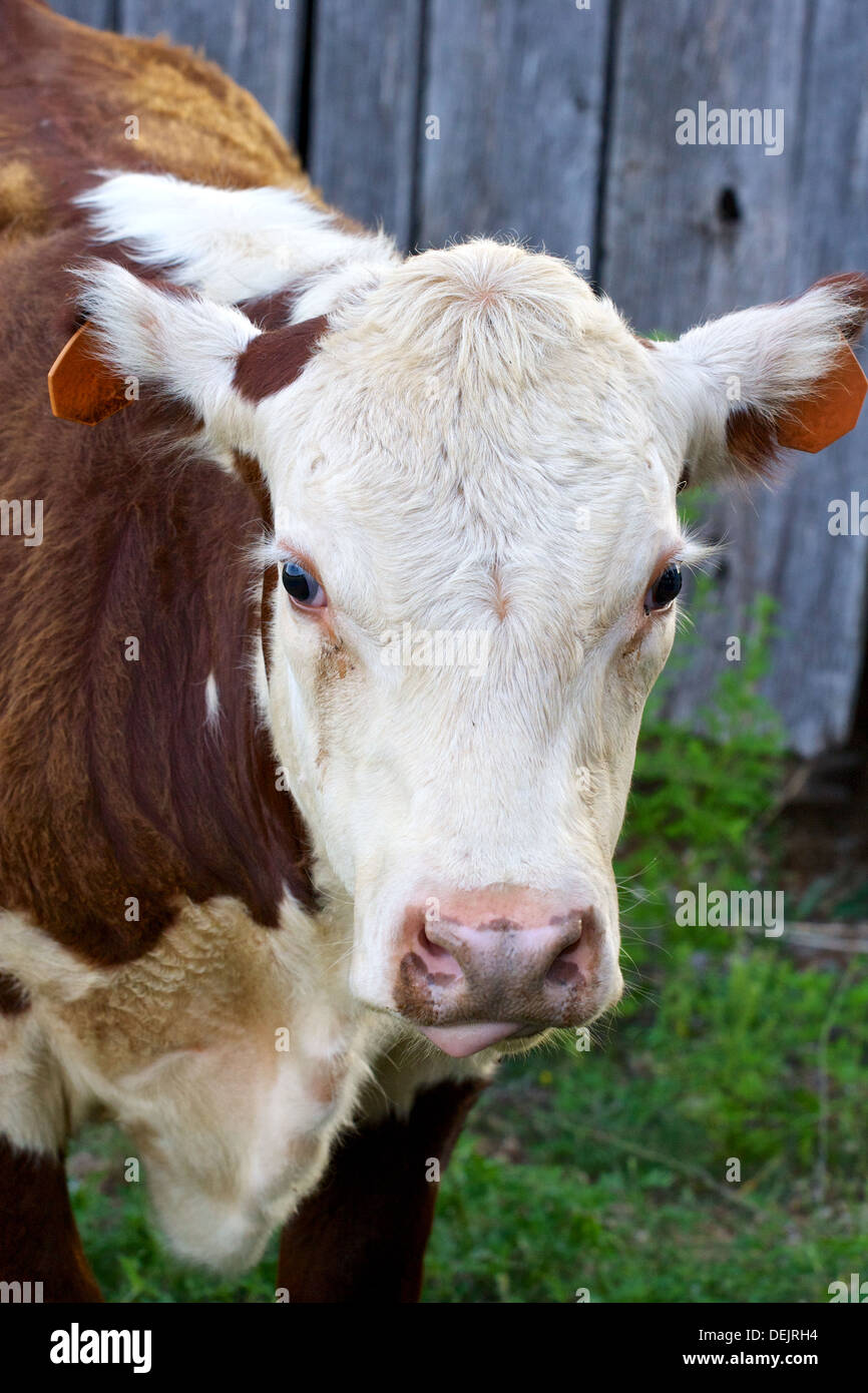 Polled hereford cattle hi-res stock photography and images - Alamy