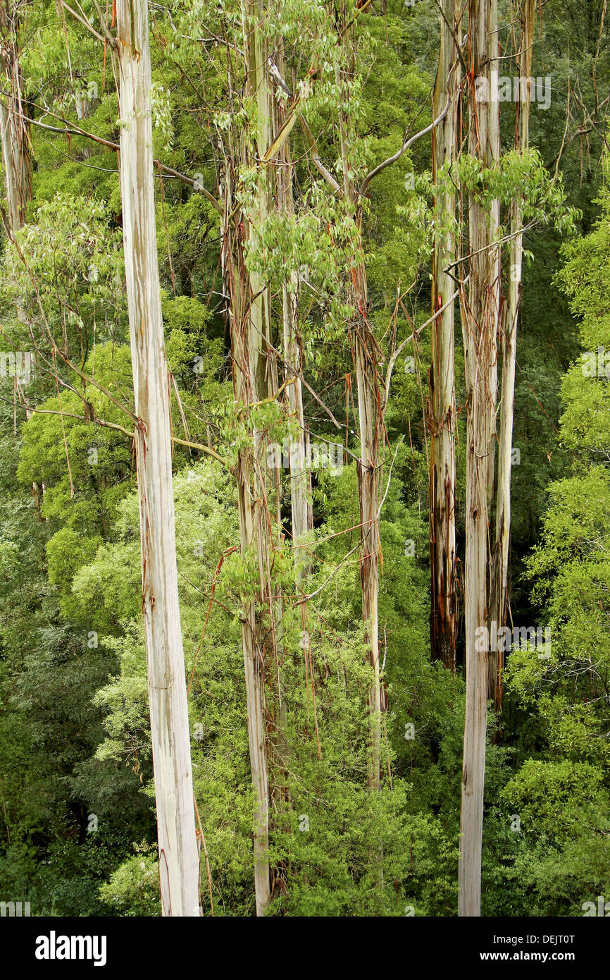 Australian forest logging hi-res stock photography and images - Alamy