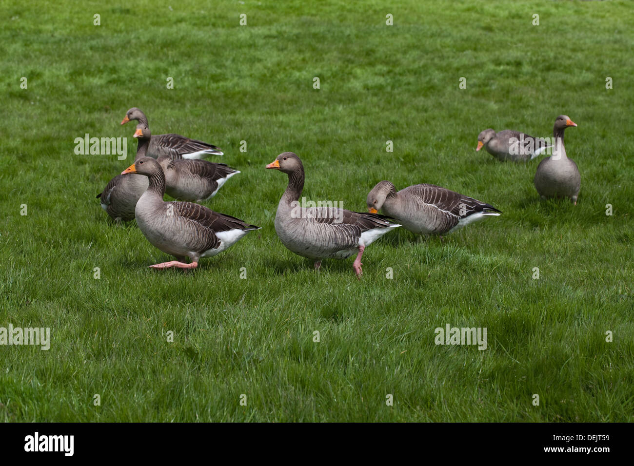 Goose stepping hi-res stock photography and images - Alamy
