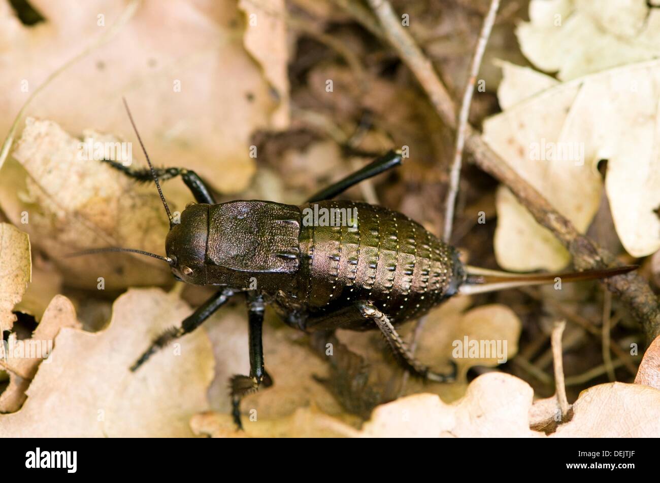 Gryllidae sp hi-res stock photography and images - Alamy