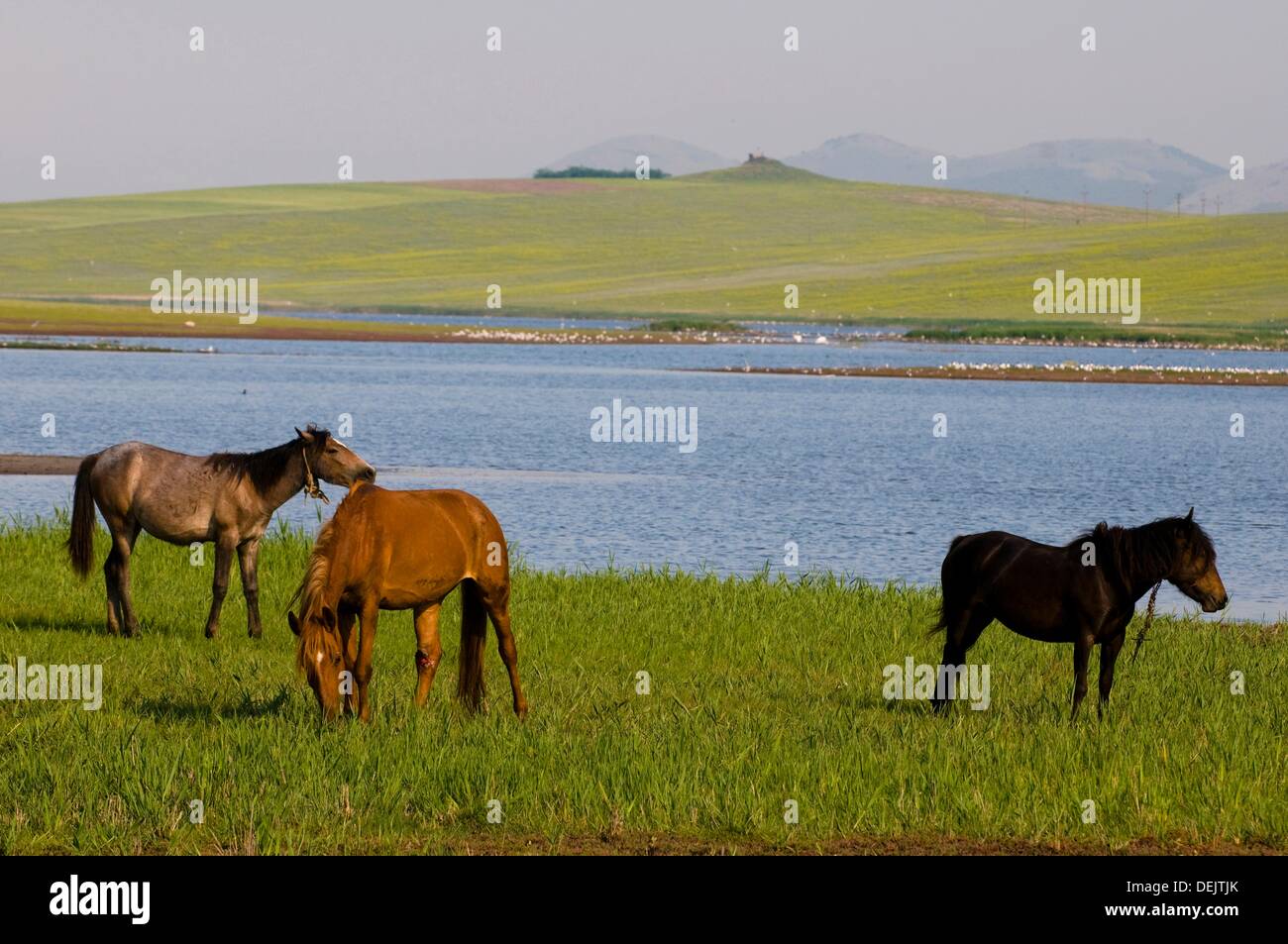 Dobrudja hi-res stock photography and images - Alamy