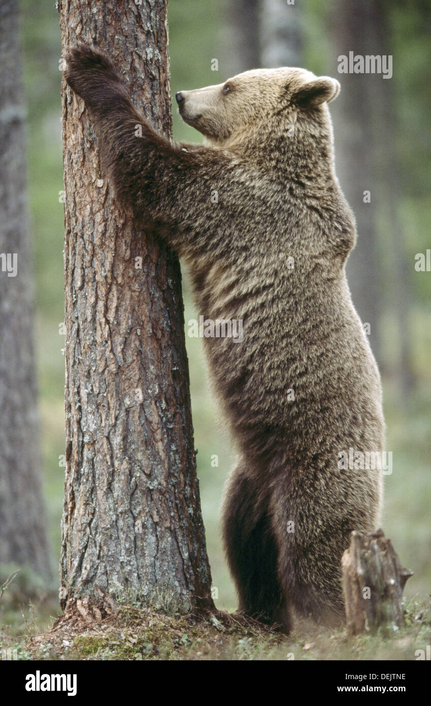 Lean Bear High Resolution Stock Photography and Images - Alamy