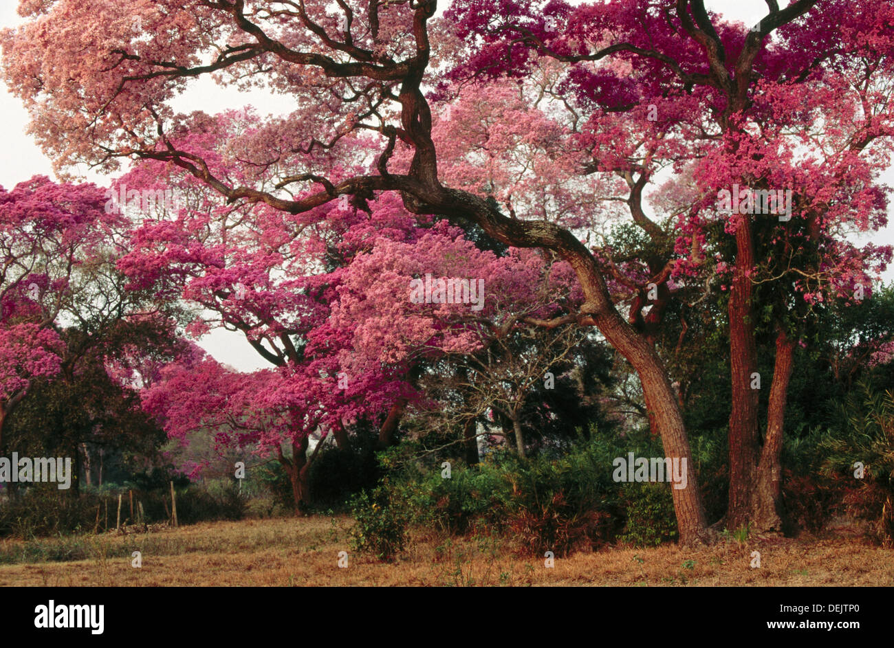 Tabebuia Pallida High Resolution Stock Photography and Images - Alamy