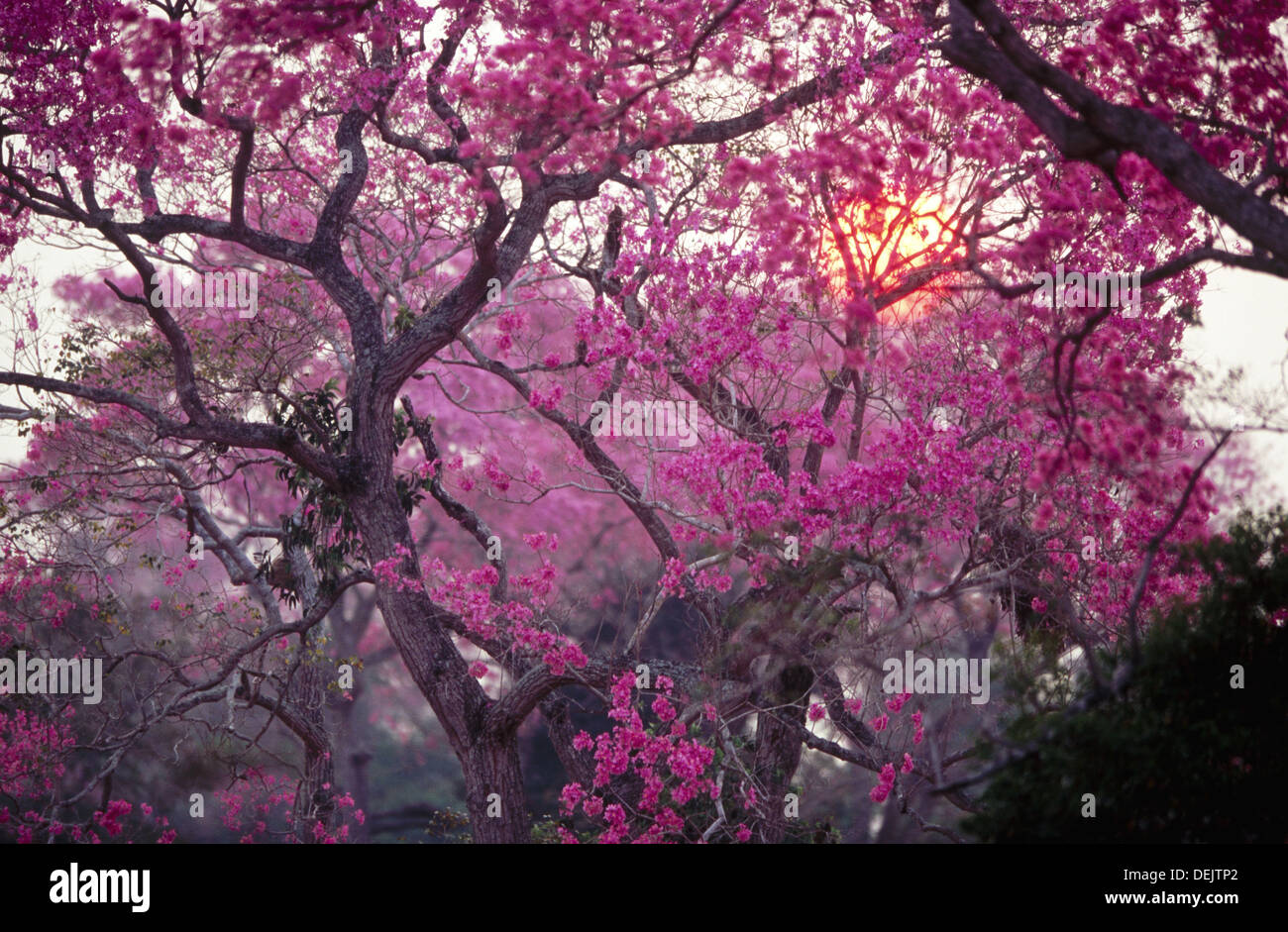 Tabebuia Pallida High Resolution Stock Photography and Images - Alamy