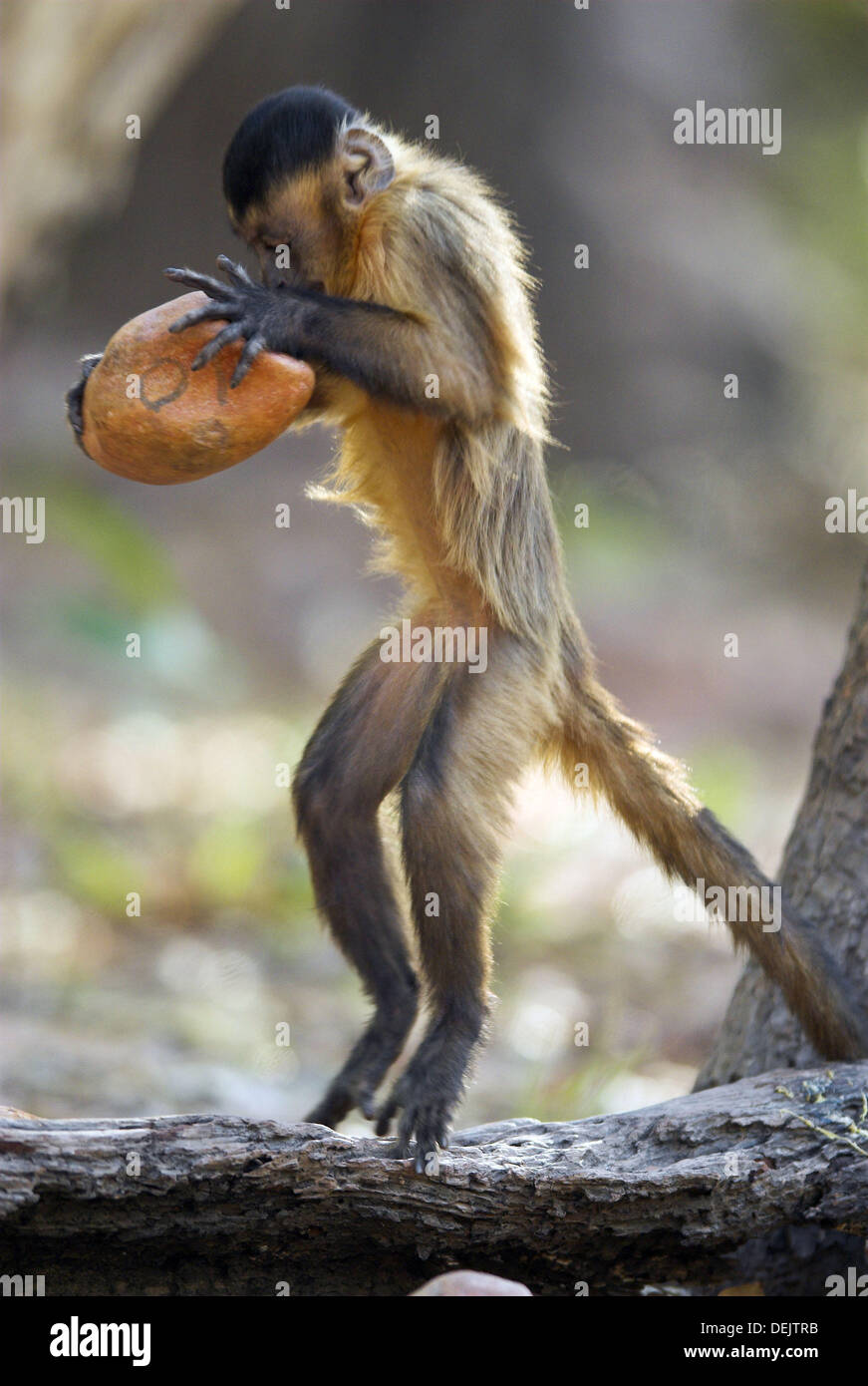 Monkey stone tool hi-res stock photography and images - Alamy