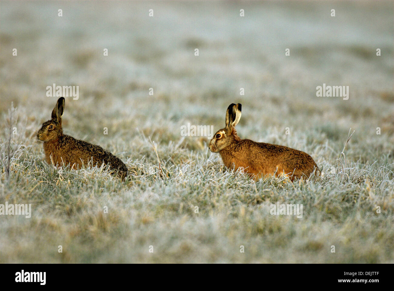 Male and female hare hi-res stock photography and images - Alamy