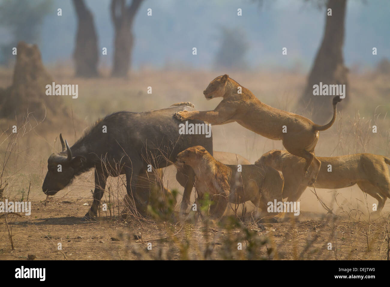 Lions chasing hi-res stock photography and images - Alamy
