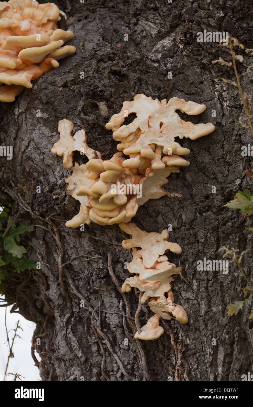 Chicken in the woods (Laetiporus sulphureus). Edible bracket fungus ...