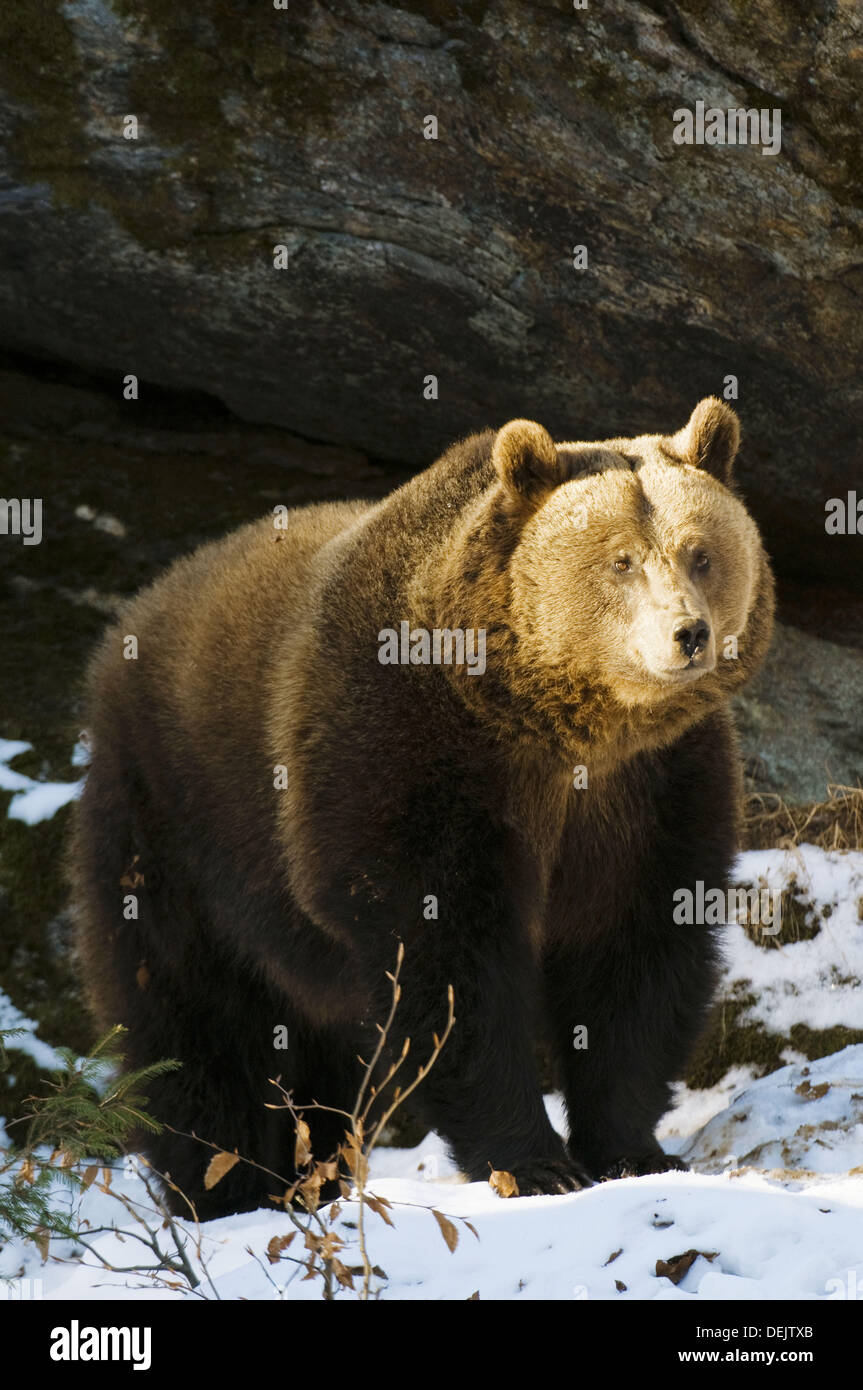 Bear coming out his den hi-res stock photography and images - Alamy