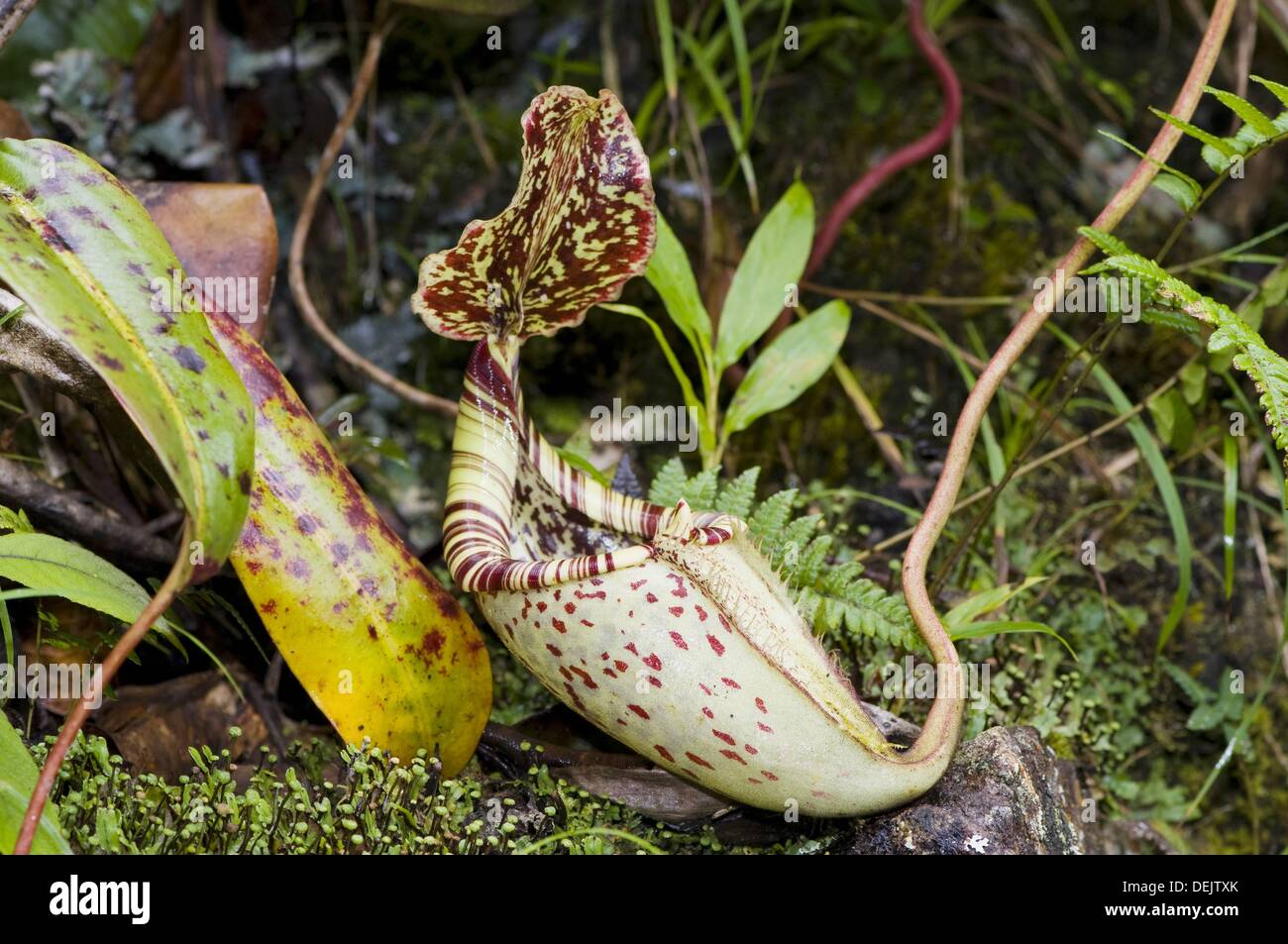 Pitcher mount hi-res stock photography and images - Alamy