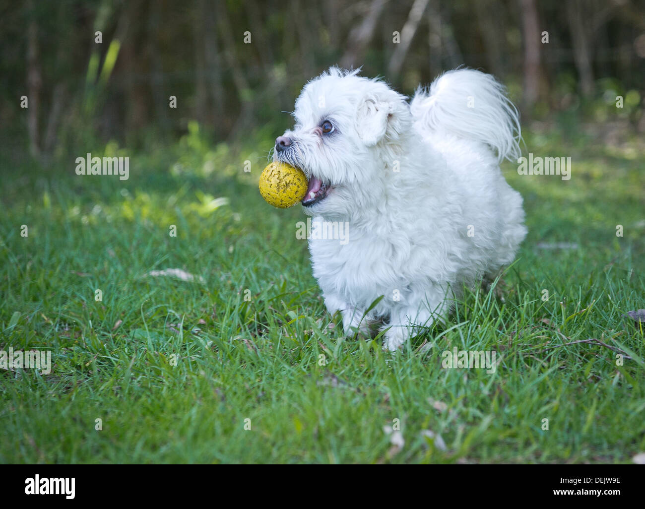 Maltese dog running with ball Stock Photo - Alamy