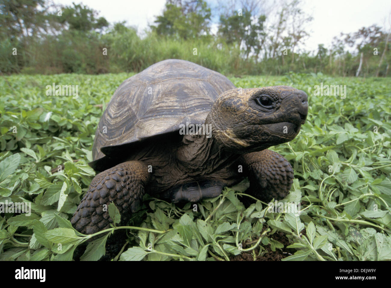 Testudo elephantopus hi-res stock photography and images - Alamy