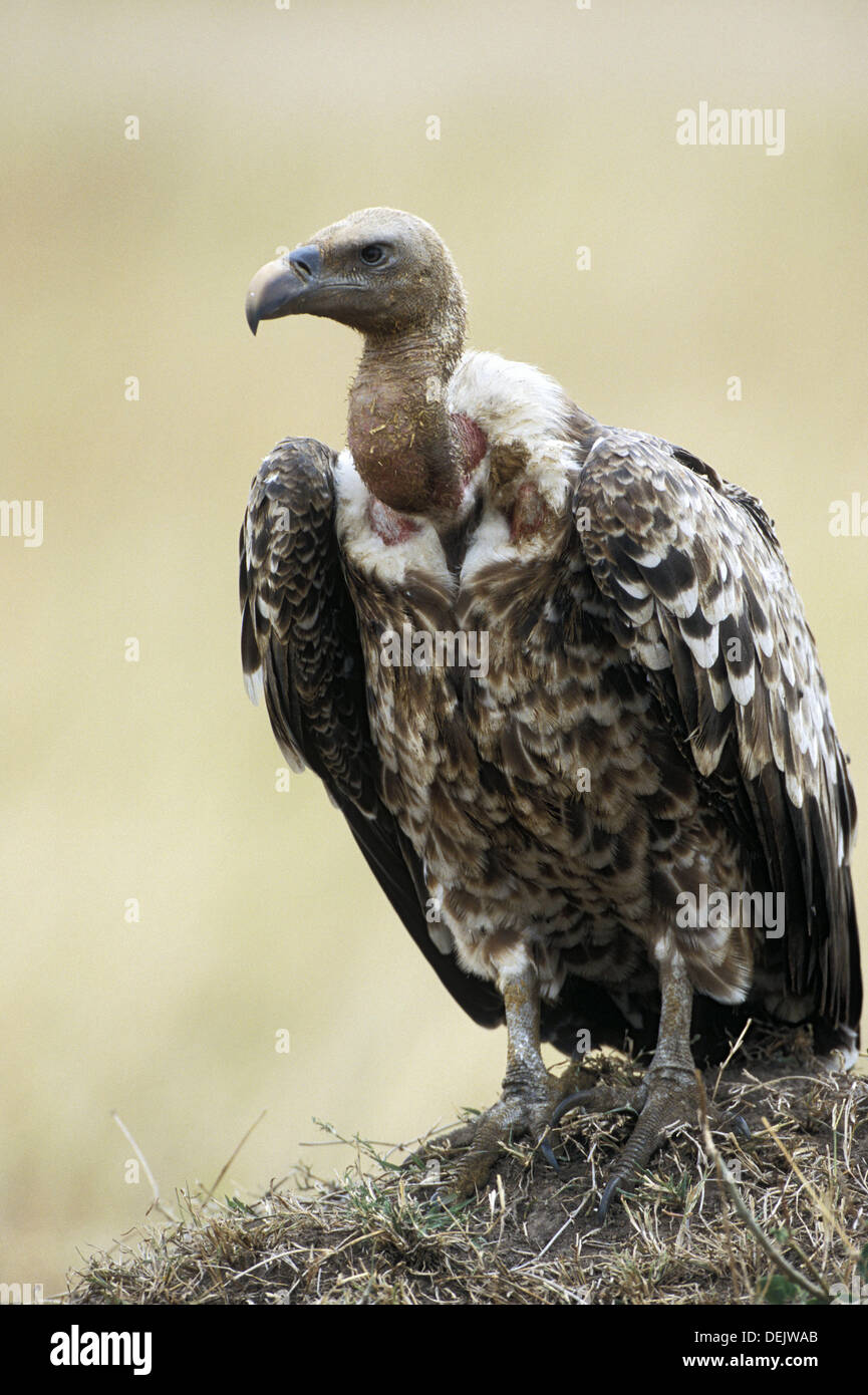 Small Vulture