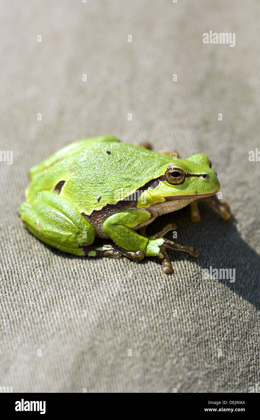 A sun bathing common tree frog Stock Photo - Alamy