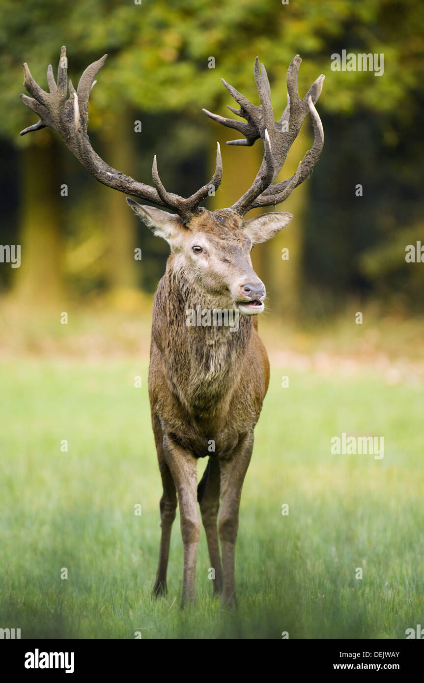 Deer mating not bird not dog not seal hi-res stock photography and ...