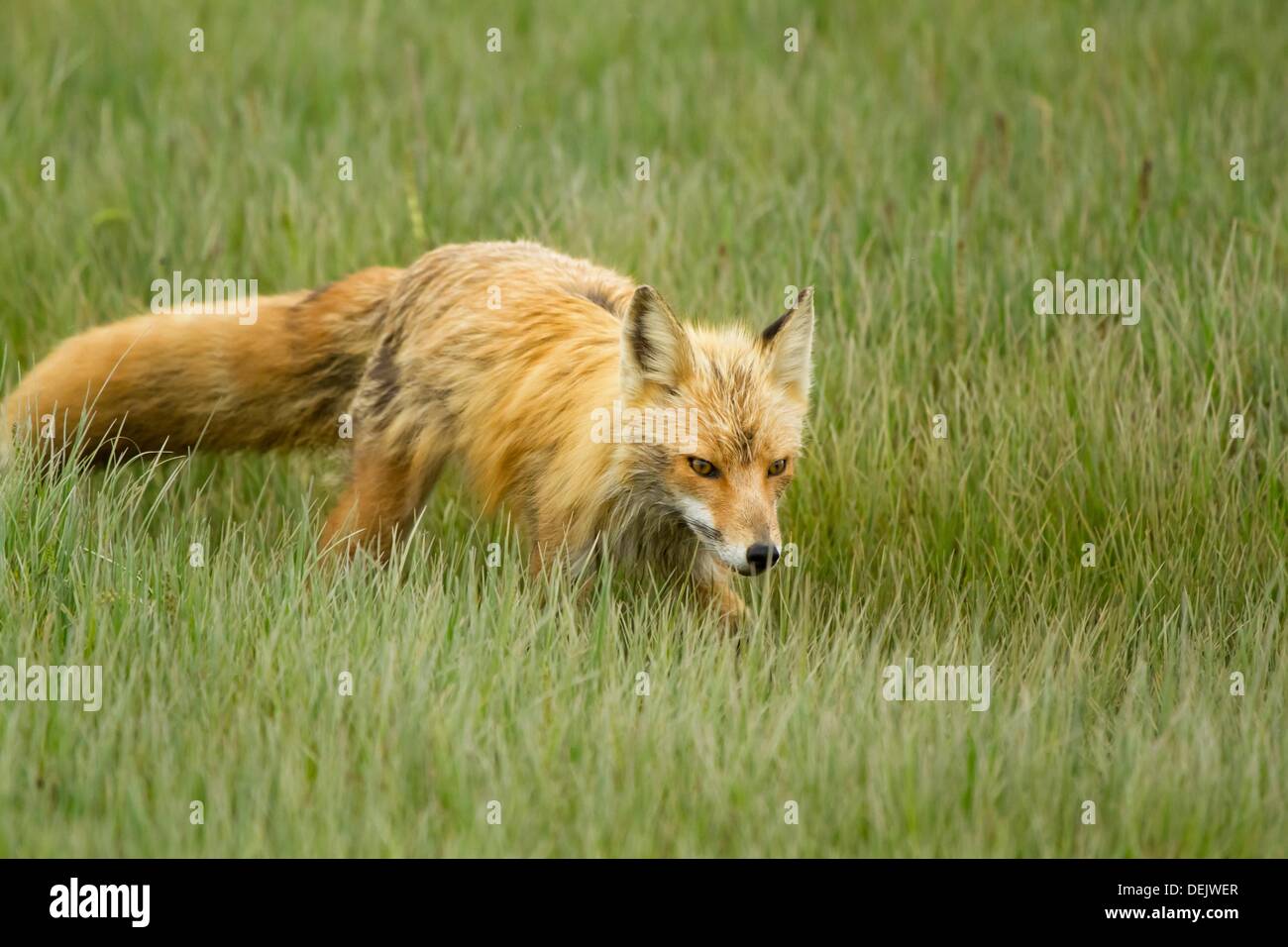 Usa fox hunt hi-res stock photography and images - Alamy