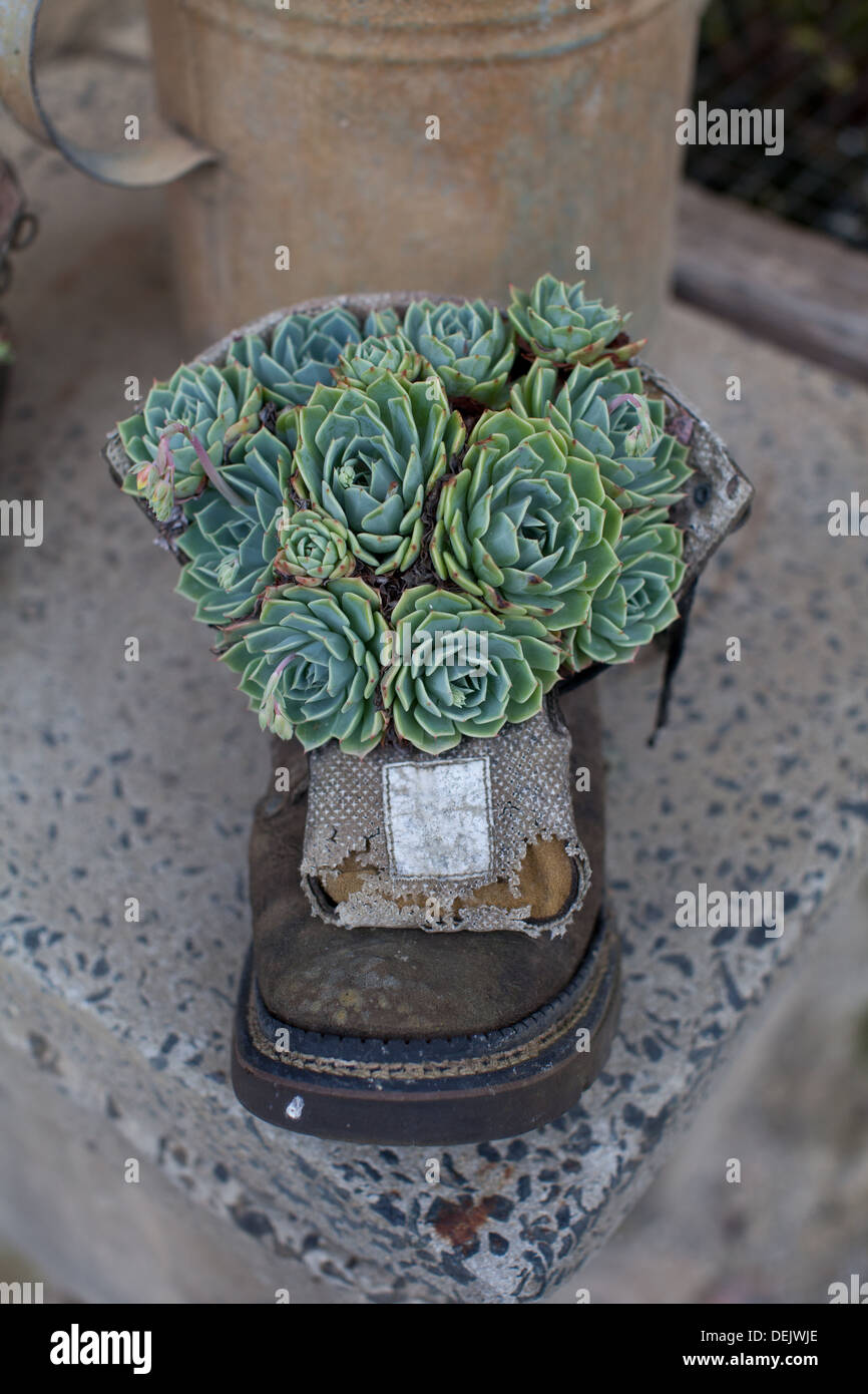 Succulent plant growing in an old boot Stock Photo - Alamy