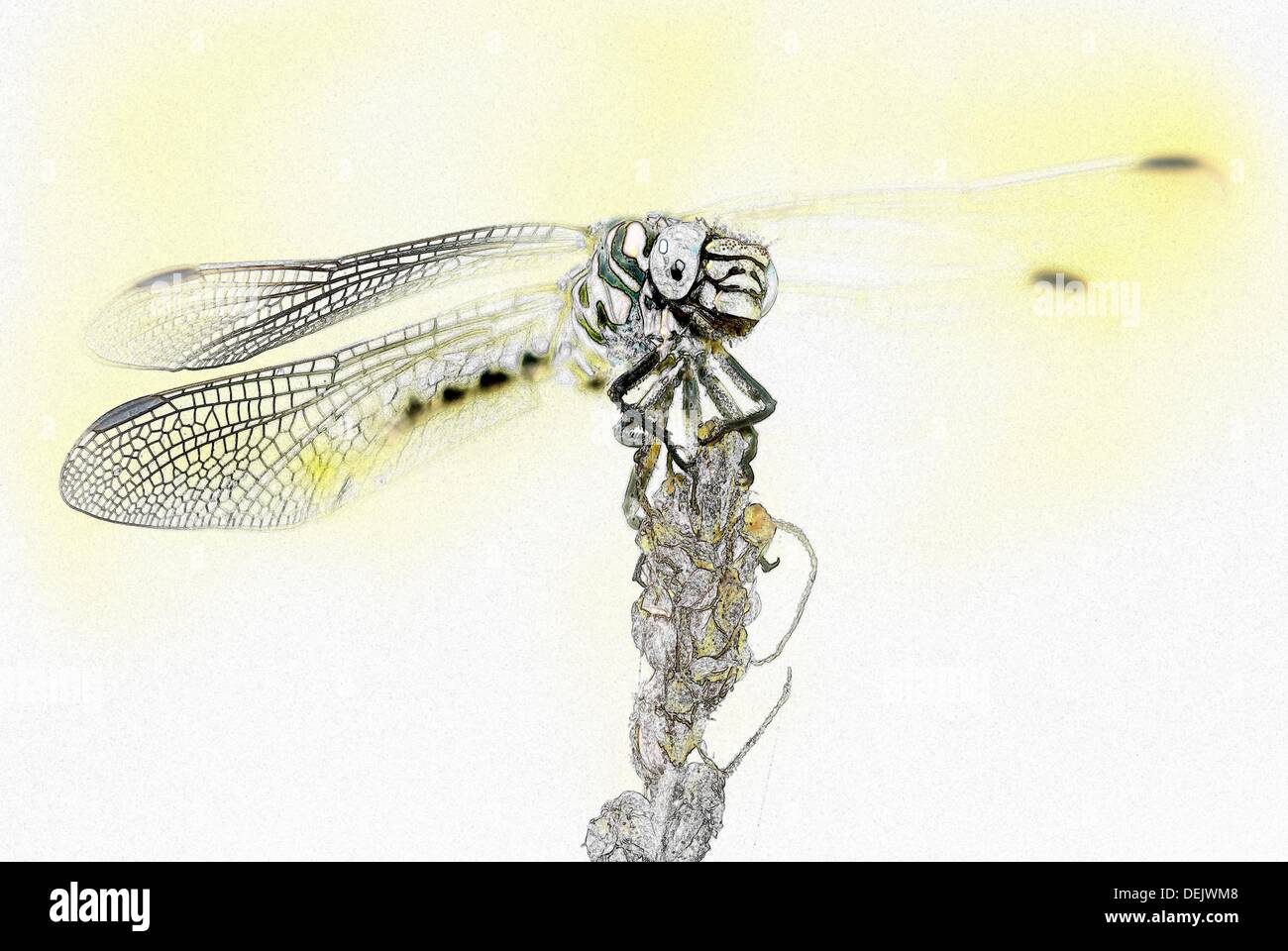Gomphus Simillimus High Resolution Stock Photography and Images - Alamy