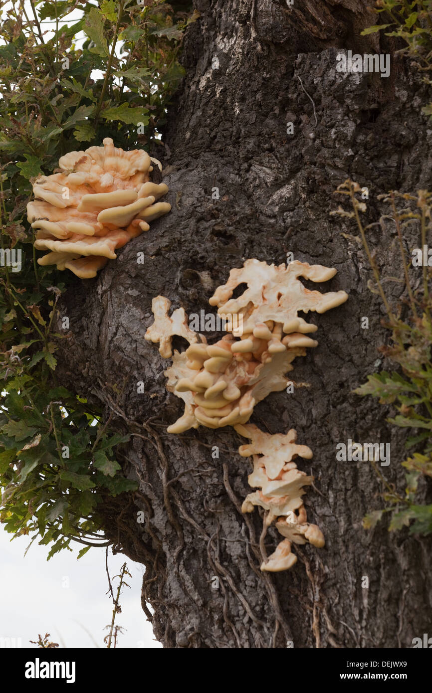Chicken in the woods (Laetiporus sulphureus). Edible bracket fungus ...