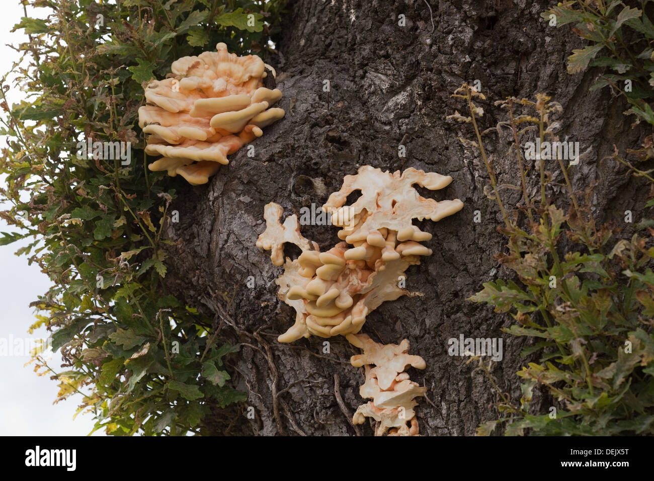 Heart rot fungus hi-res stock photography and images - Alamy