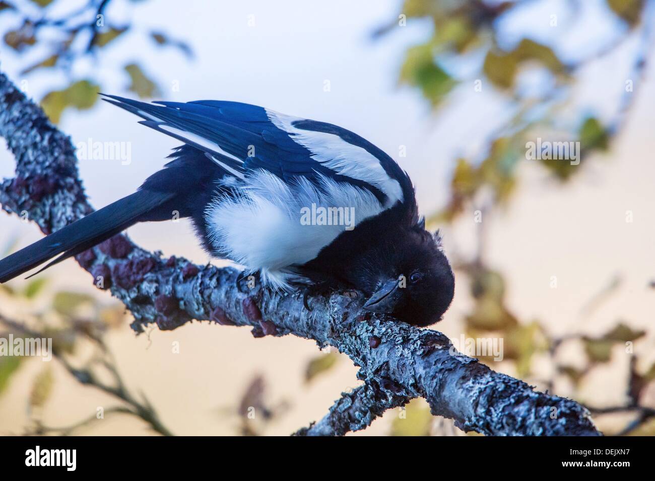 magpie, pica pica Stock Photo - Alamy